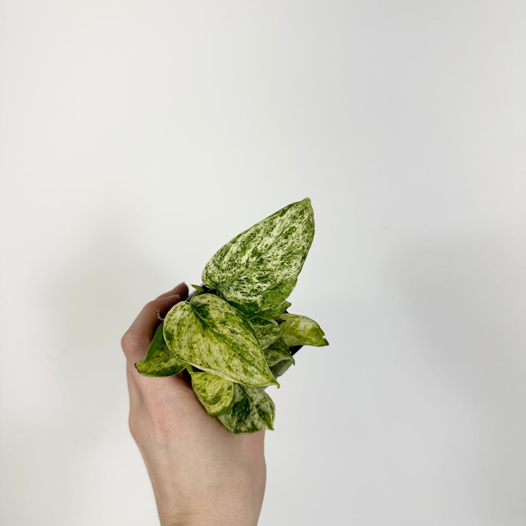 Z-5214 - Scindapsus pictus ‘Mangurai’ variegated – Steve's Leaves