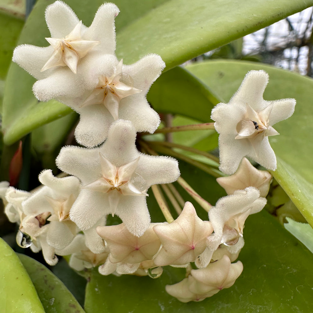 Hoya sp. Bulusan | Vining Epiphytic Hoya | Steve’s Leaves – Steve's Leaves