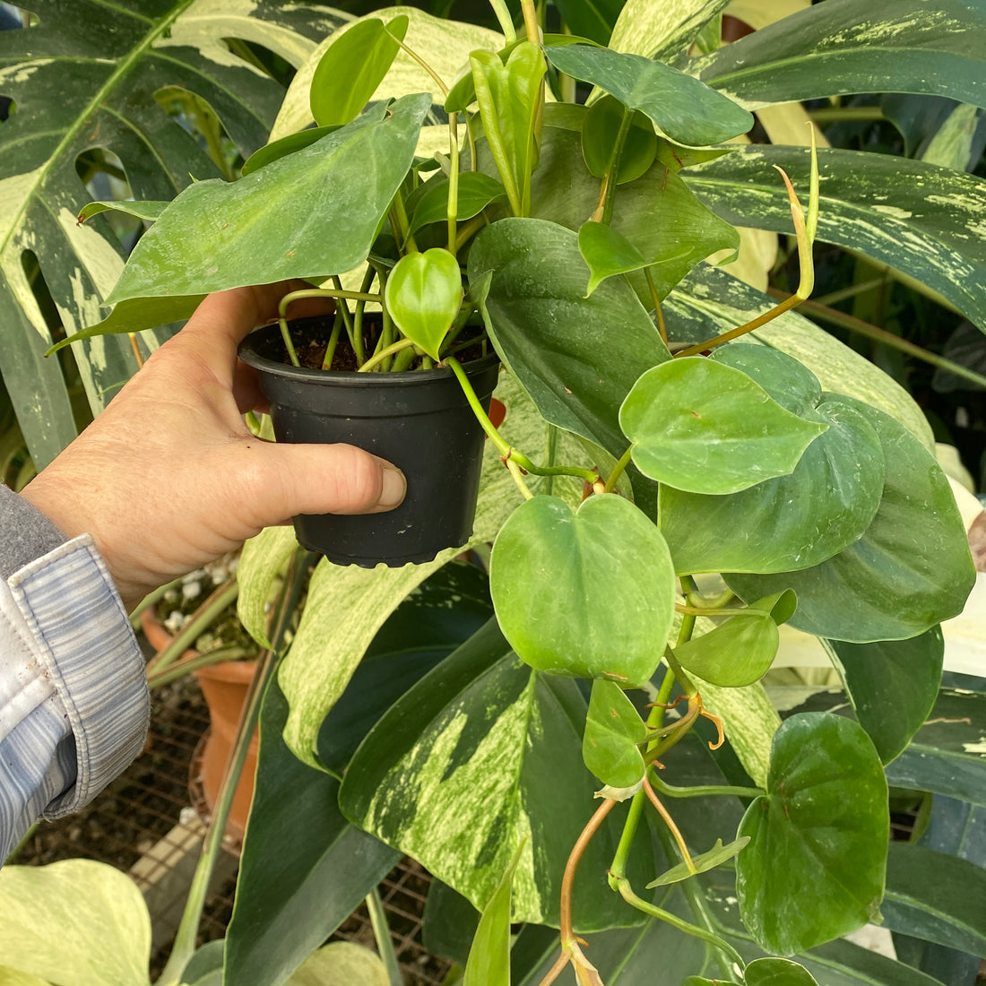 Aroid Plants | Rare Aroid Houseplants for Sale | Steve's Leaves