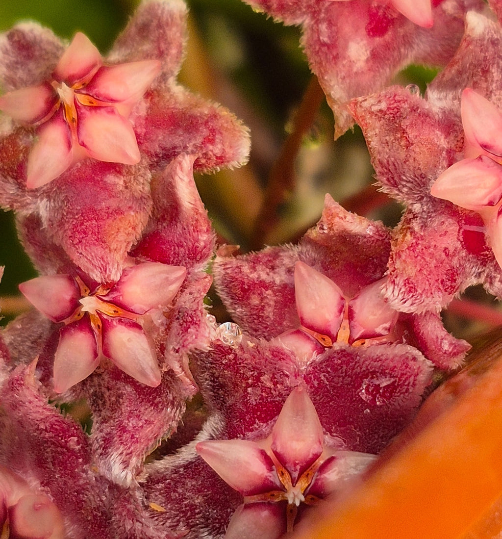 Hoya Crystal Plant | Easy Care Houseplant | Steve's Leaves