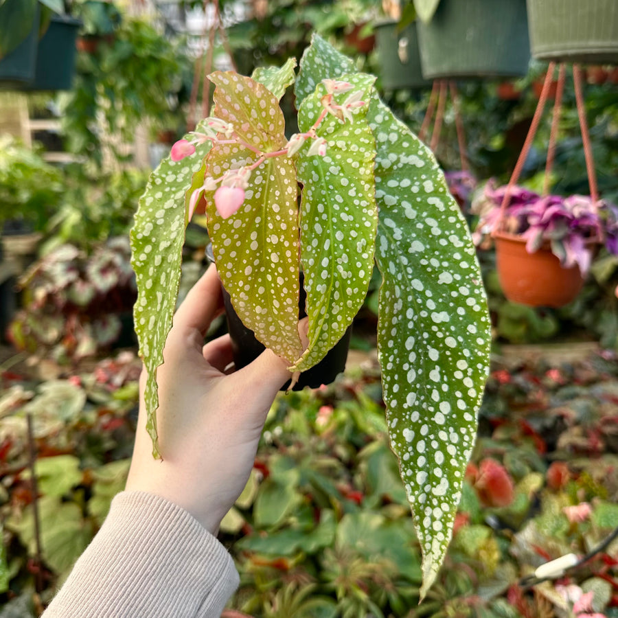 Begonias for Sale | Buy Live Exotic Begonia Plants Online | Steve's ...