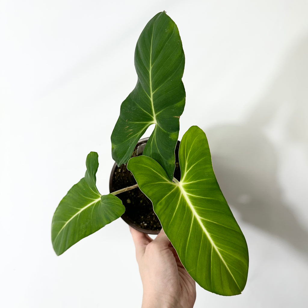 Adelonema Crinipes | Tropical Aroid with Bold Leaves | Steve's Leaves