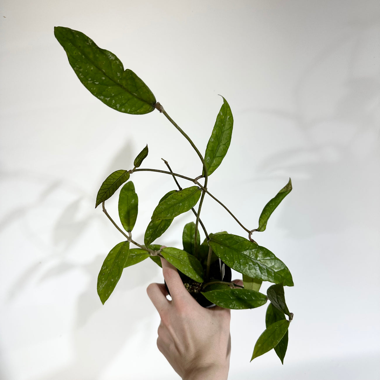Rare Hoya Plants For Sale | Tropical & Exotic Houseplants | Steve's Leaves