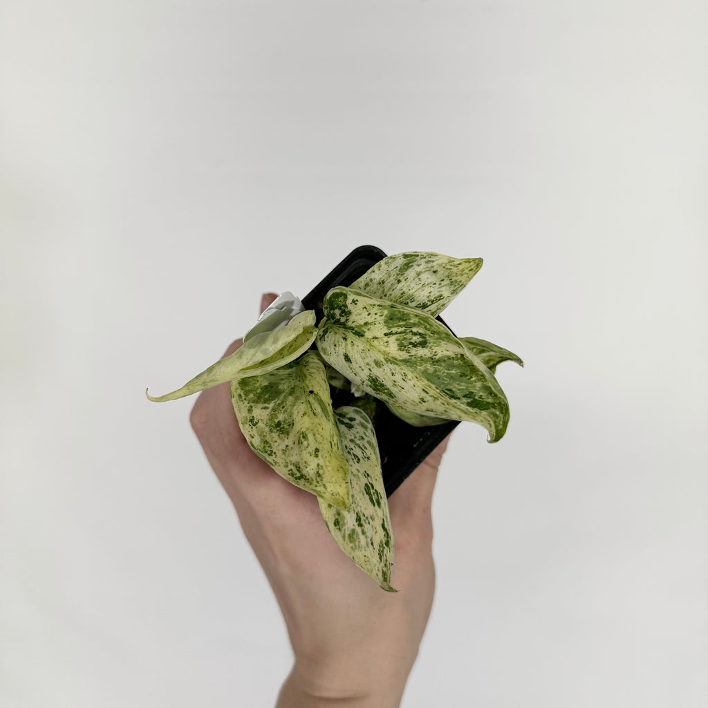 Z-4697 - Scindapsus pictus ‘Mangurai’ variegated – Steve's Leaves