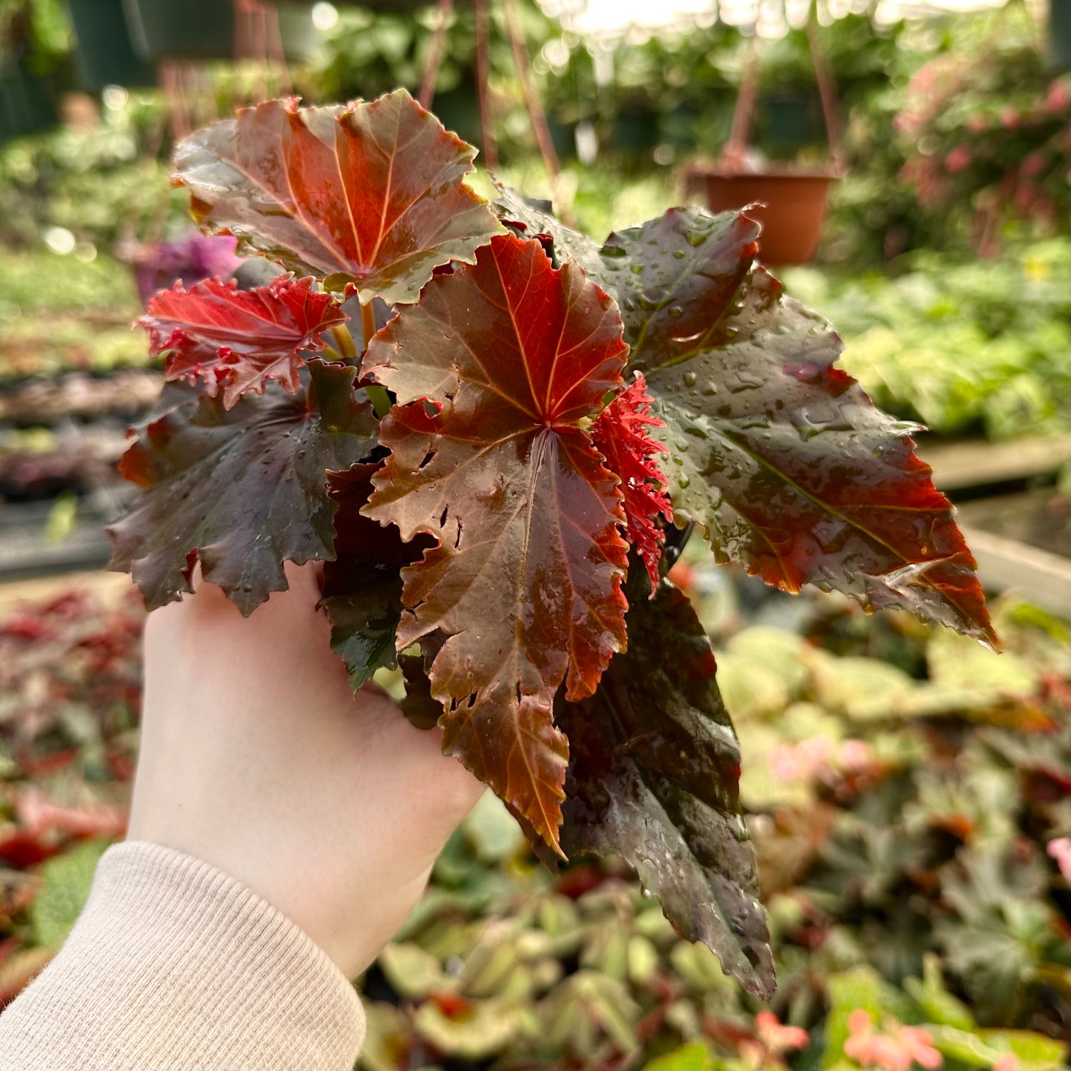 Begonia 'Alice Faye' | Steve's Leaves Begonia Exotic Plants