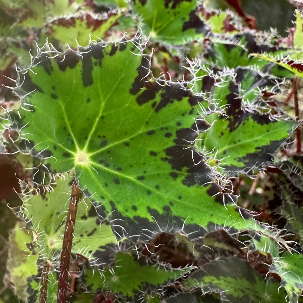 Begonias for Sale | Buy Live Exotic Begonia Plants Online | Steve's ...