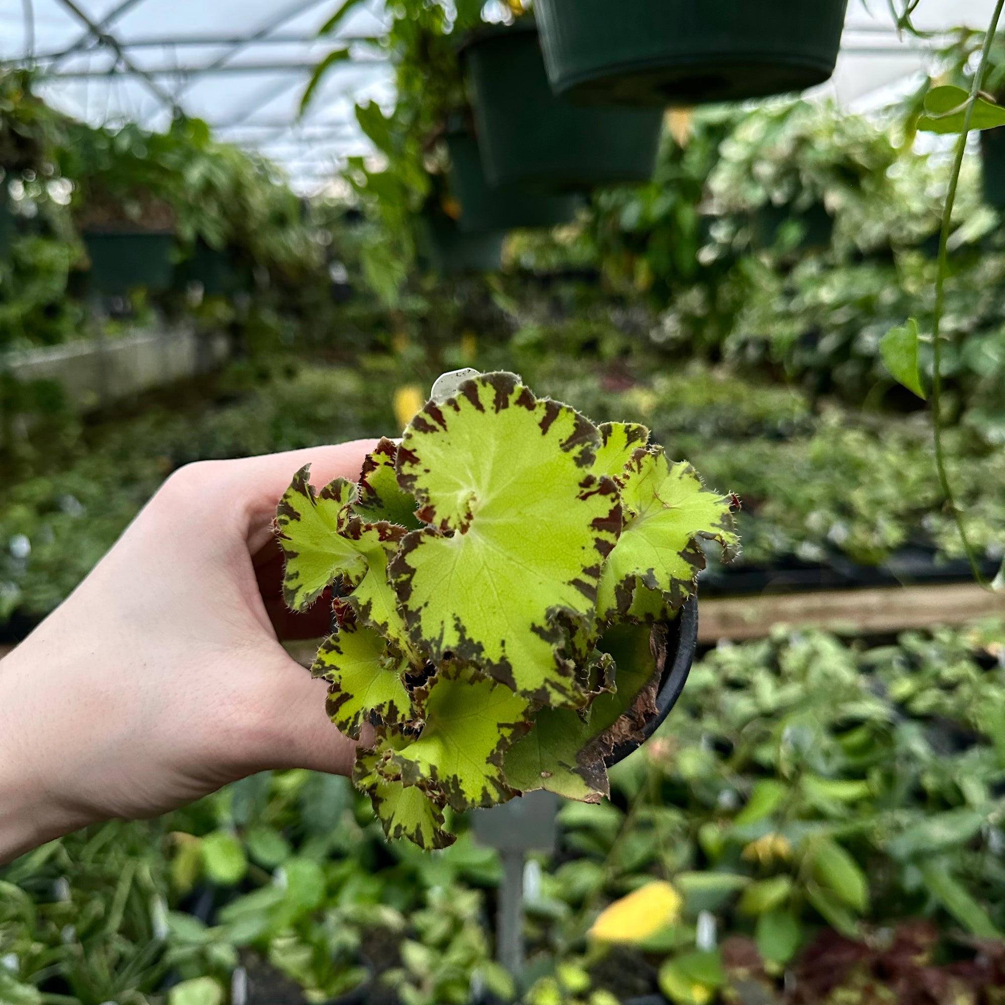 Begonia 'Jive' | Steve's Leaves Begonia Exotic Plants