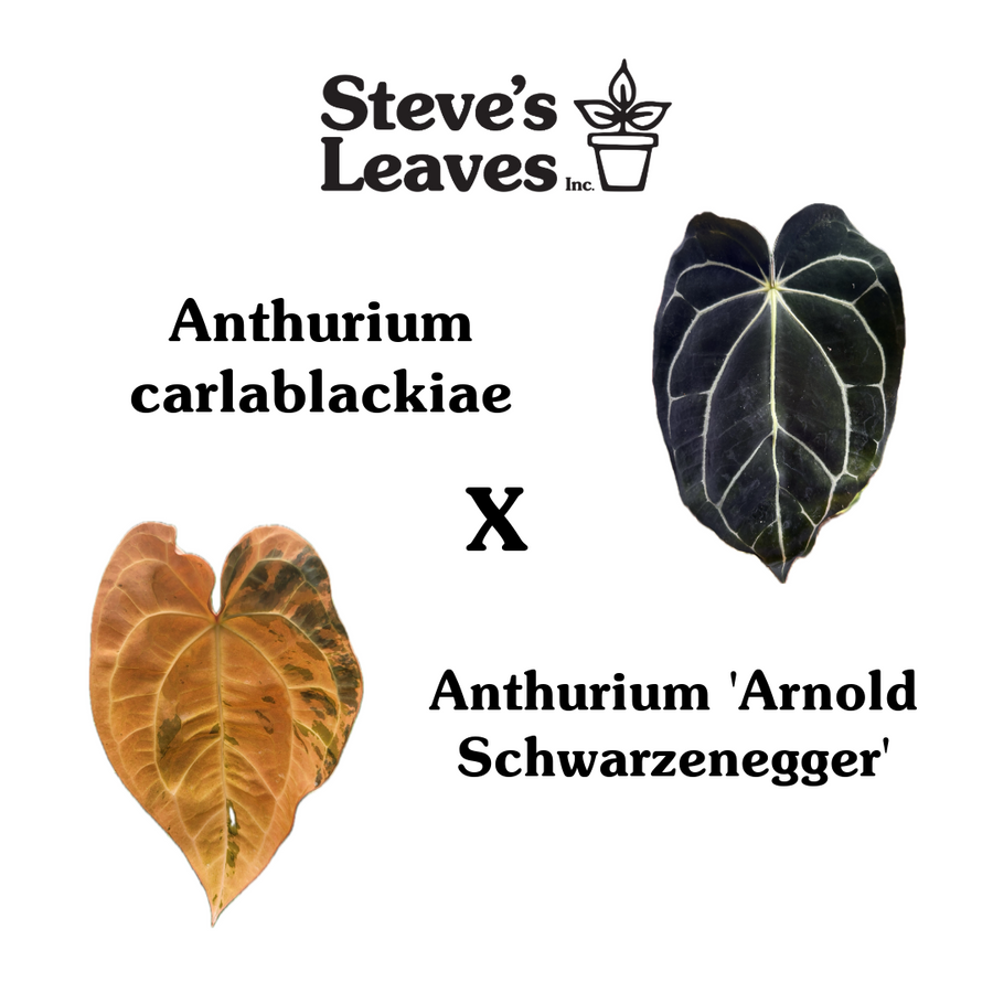 Aroid Plants | Rare Aroid Houseplants for Sale | Steve's Leaves – Page 2
