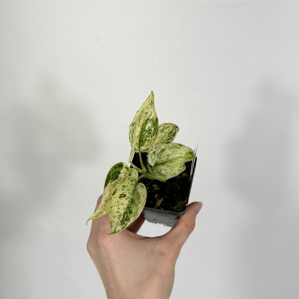 Z-4614 - Scindapsus pictus ‘Mangurai’ variegated – Steve's Leaves