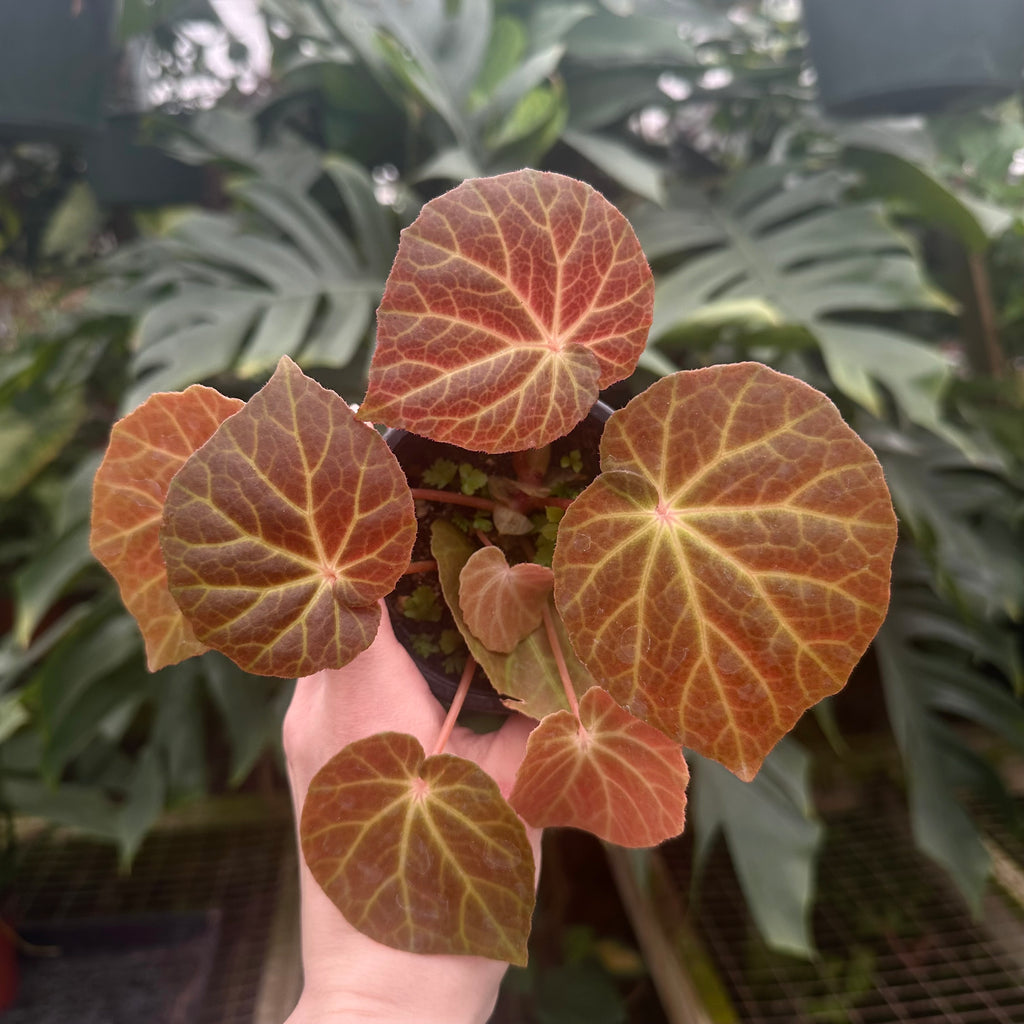 Begonia U514 (bronze form) – Steve's Leaves