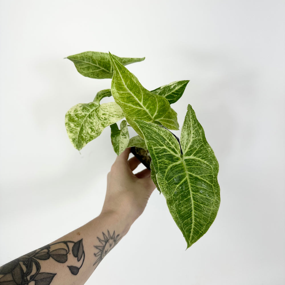 Z-5173 - Syngonium podophyllum 'Batik' variegata – Steve's Leaves