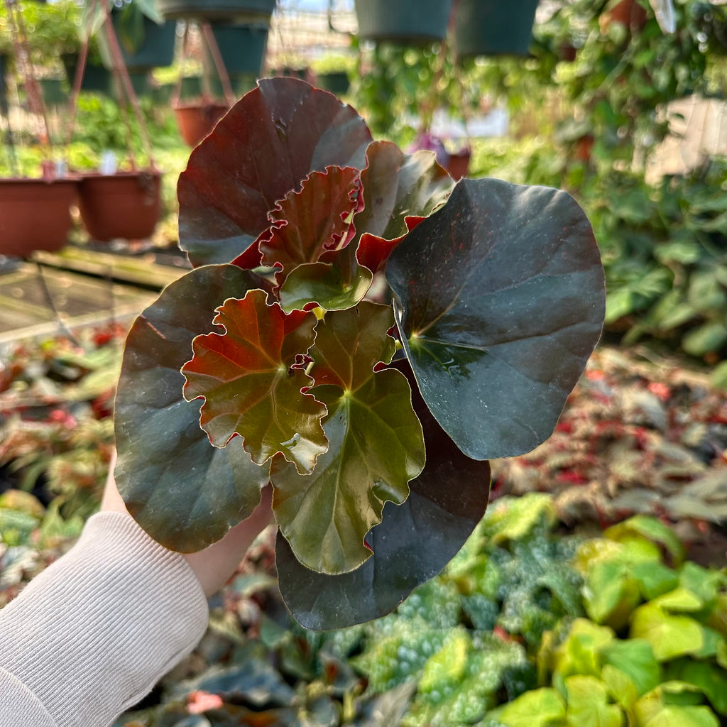 Begonia 'Alice Faye' | Steve's Leaves Begonia Exotic Plants
