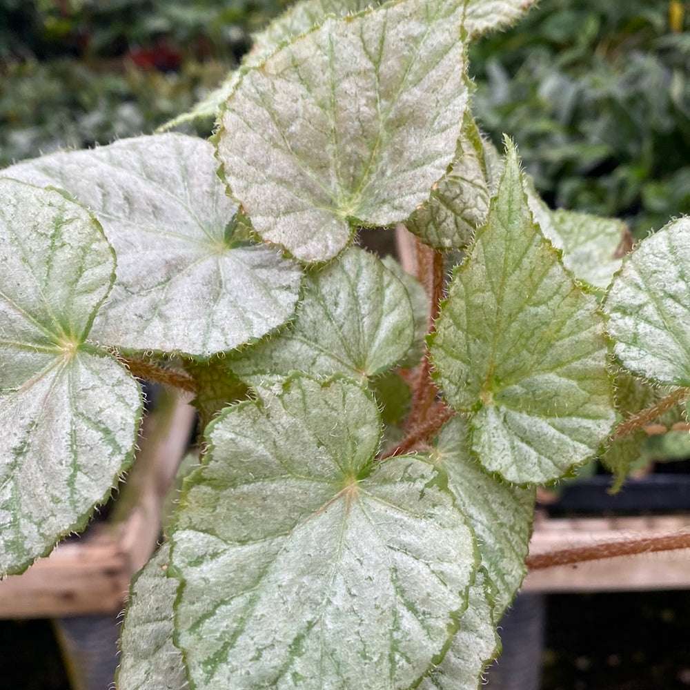 Begonias – Page 12 – Steve's Leaves