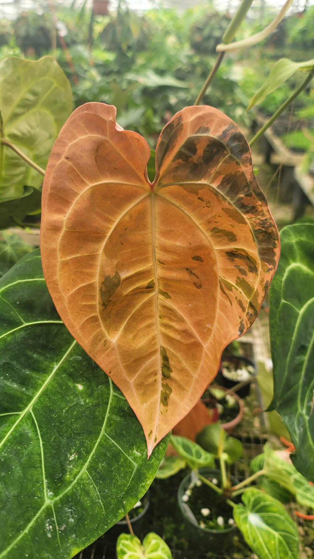 Rare Tropical House Plants Delivered | Steve's Leaves, Inc.