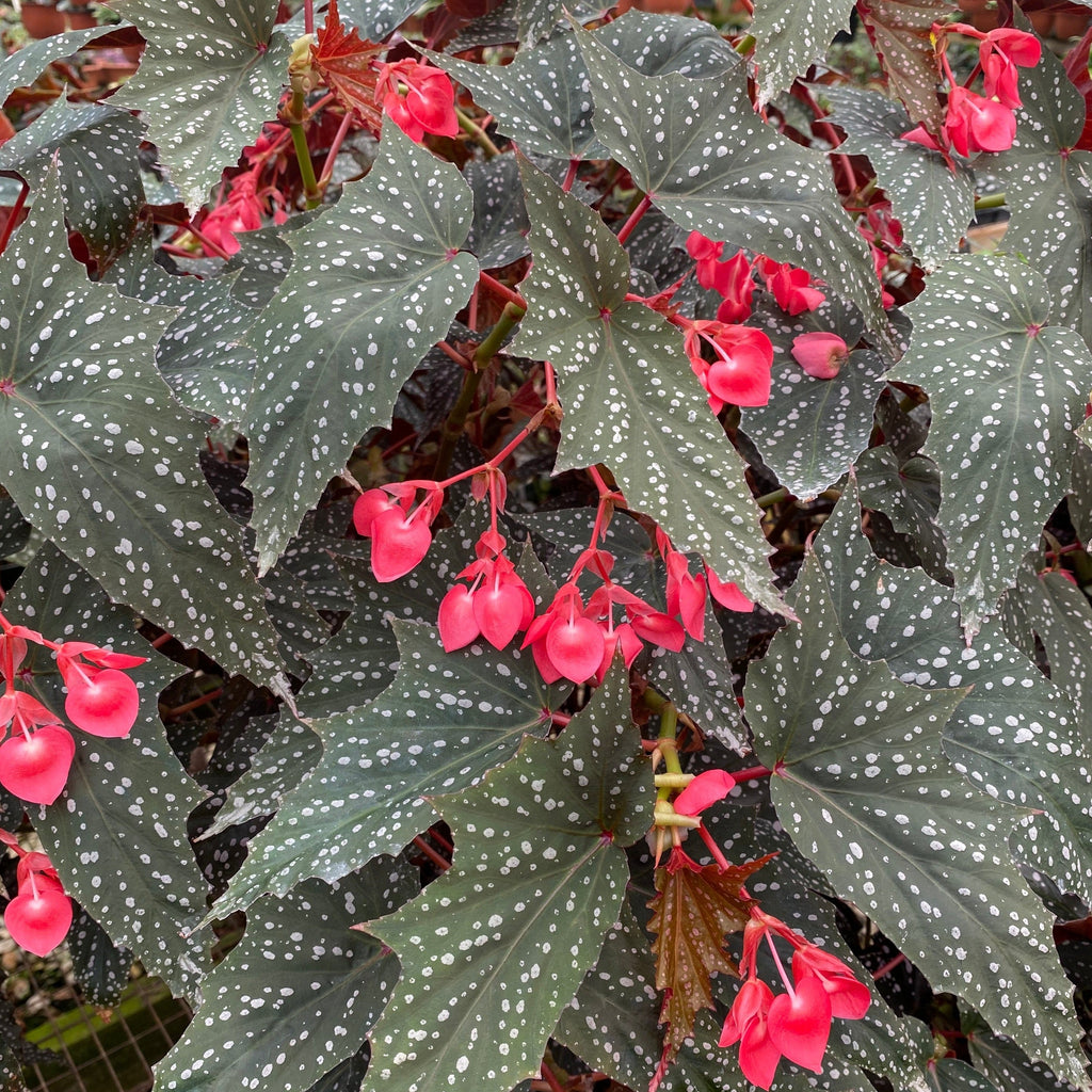 Bat Wings Begonia | Bold Foliage with Unique Shape | Steve's Leaves