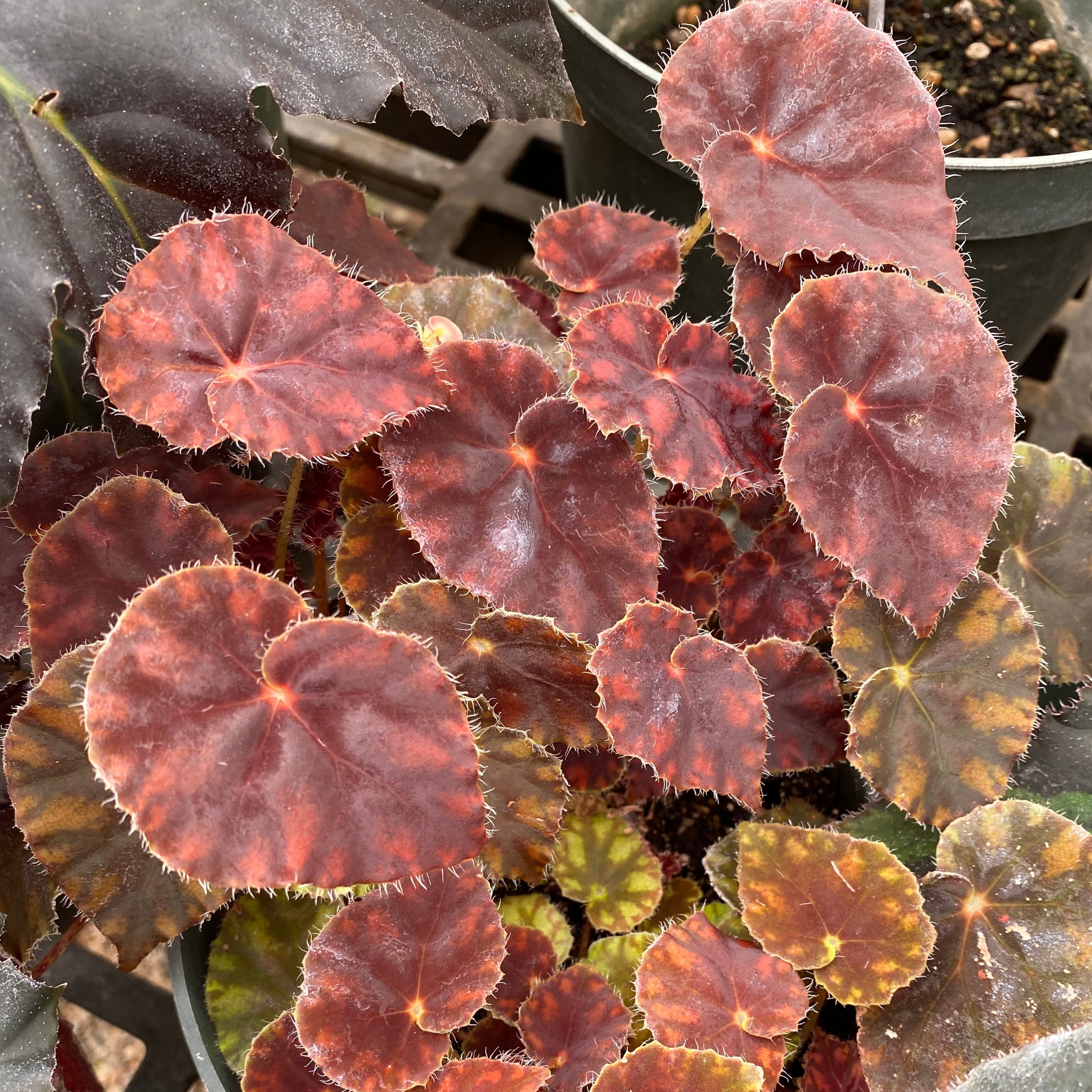 Begonia 'Copper Sunset' | Steve's Leaves Begonia Exotic Plants