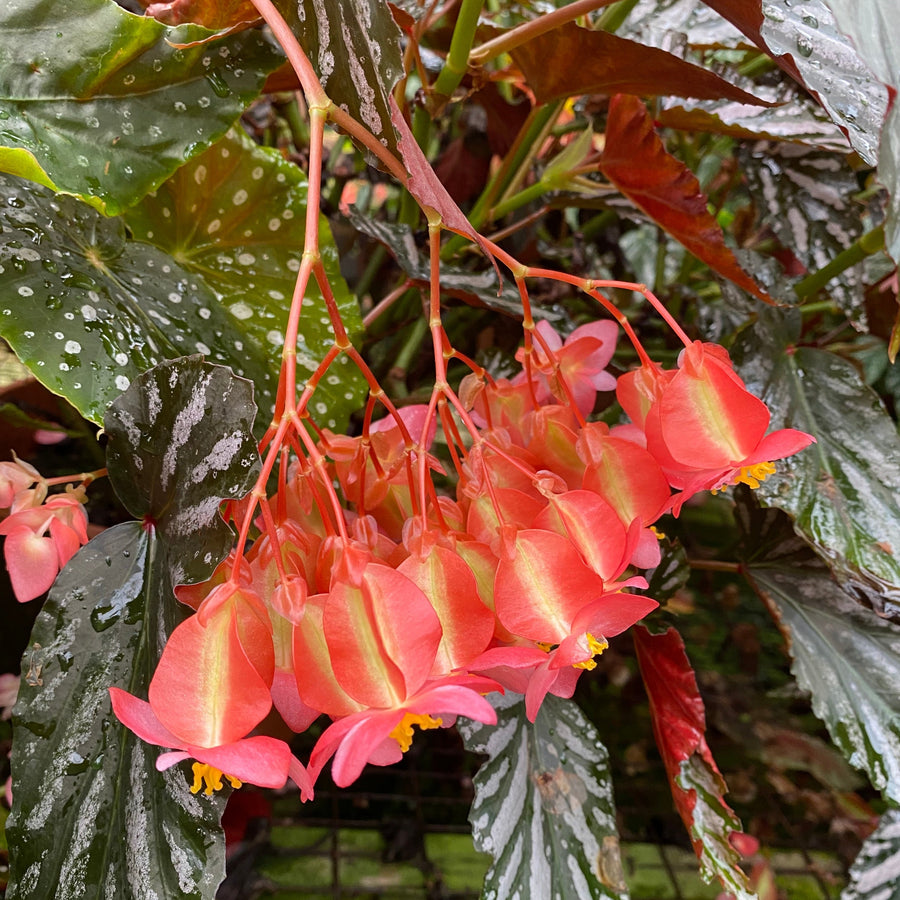 Begonia ‘Down Home’ | Plant w/ Dark Elliptic Silver Leaves | Steve's Leaves