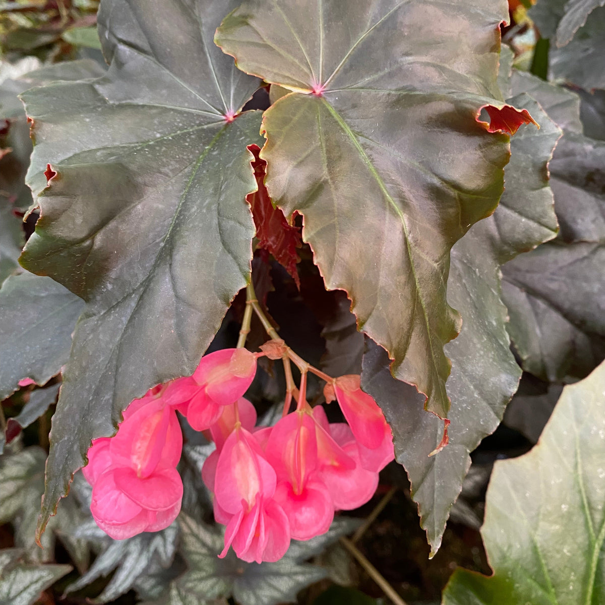 Begonia 'Alice Faye' | Steve's Leaves Begonia Exotic Plants