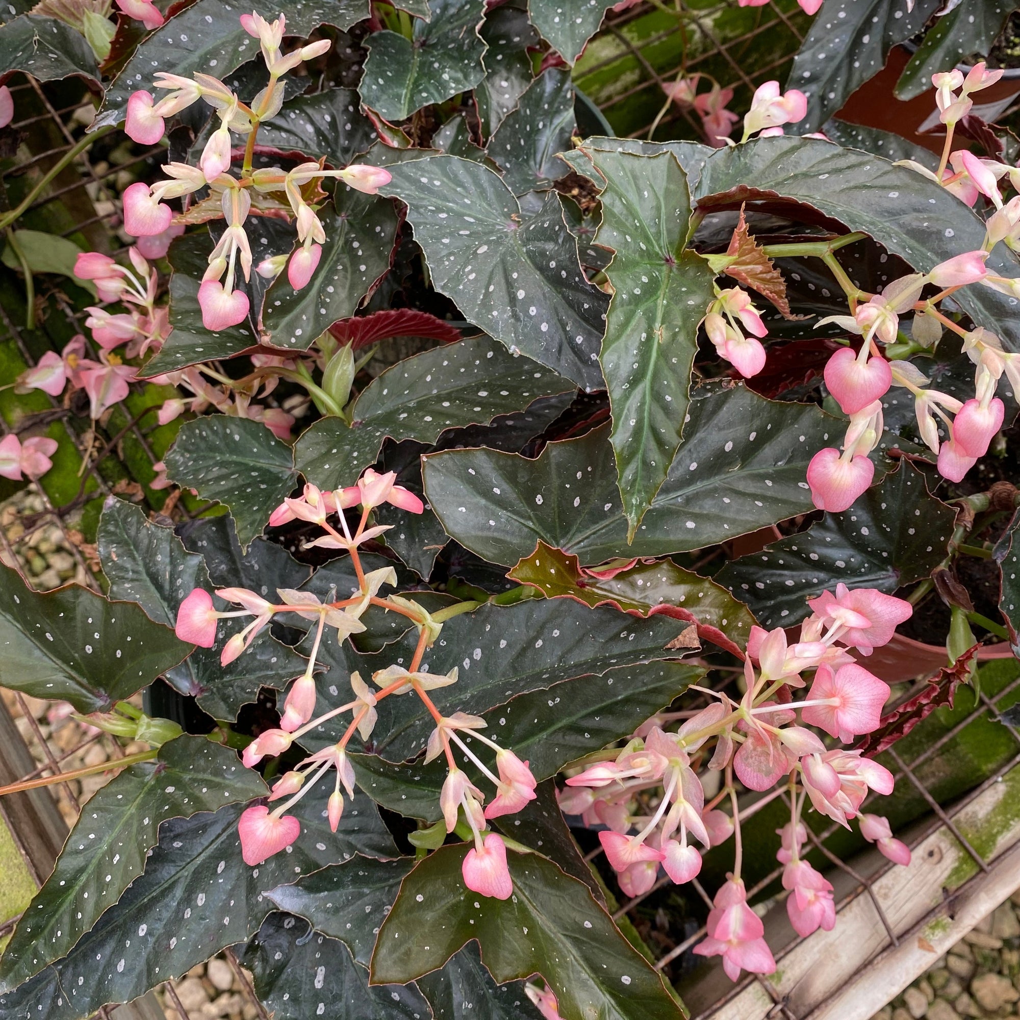 Begonia 'Harmony's Bat Shit Crazy' – Steve's Leaves