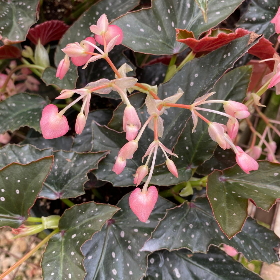 Begonias – Page 14 – Steve's Leaves