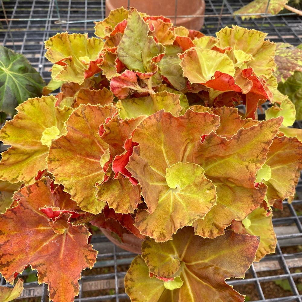Begonias for Sale | Buy Live Exotic Begonia Plants Online | Steve's ...