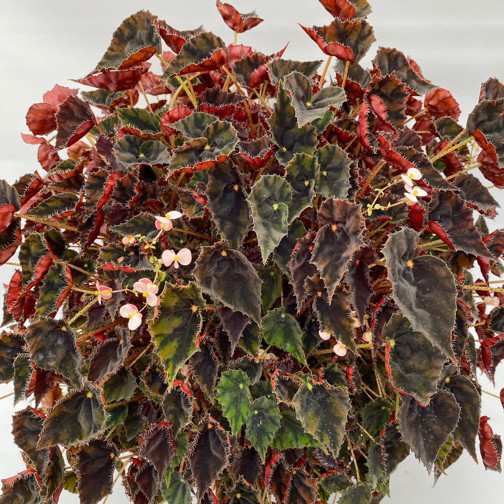 Begonia 'Mini Melbourne' – Steve's Leaves