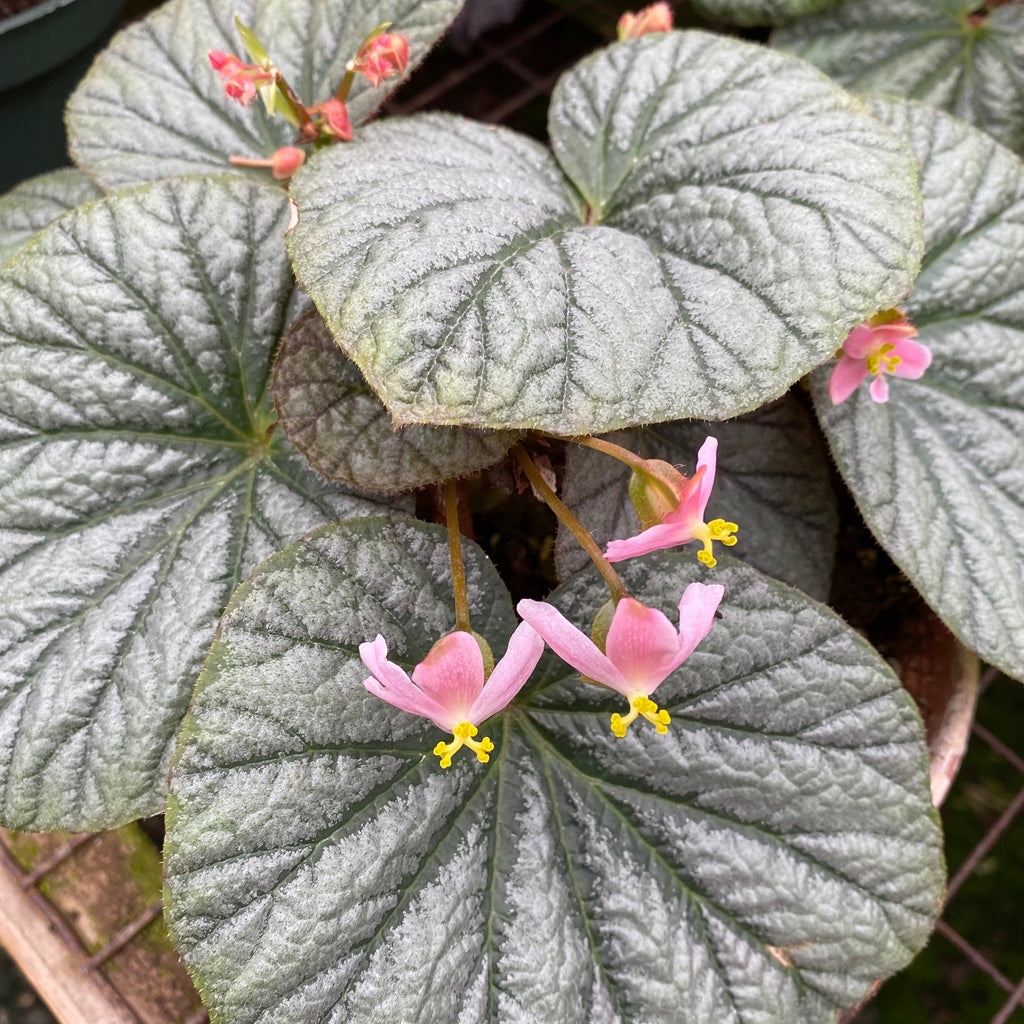 Begonia 'Sally Savelle' | Steve's Leaves Begonia Exotic Plants