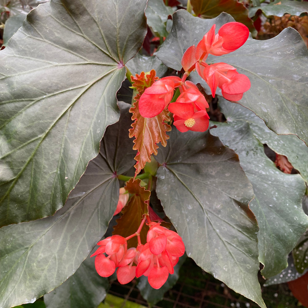 Begonia 'Salmon Sunset' – Steve's Leaves