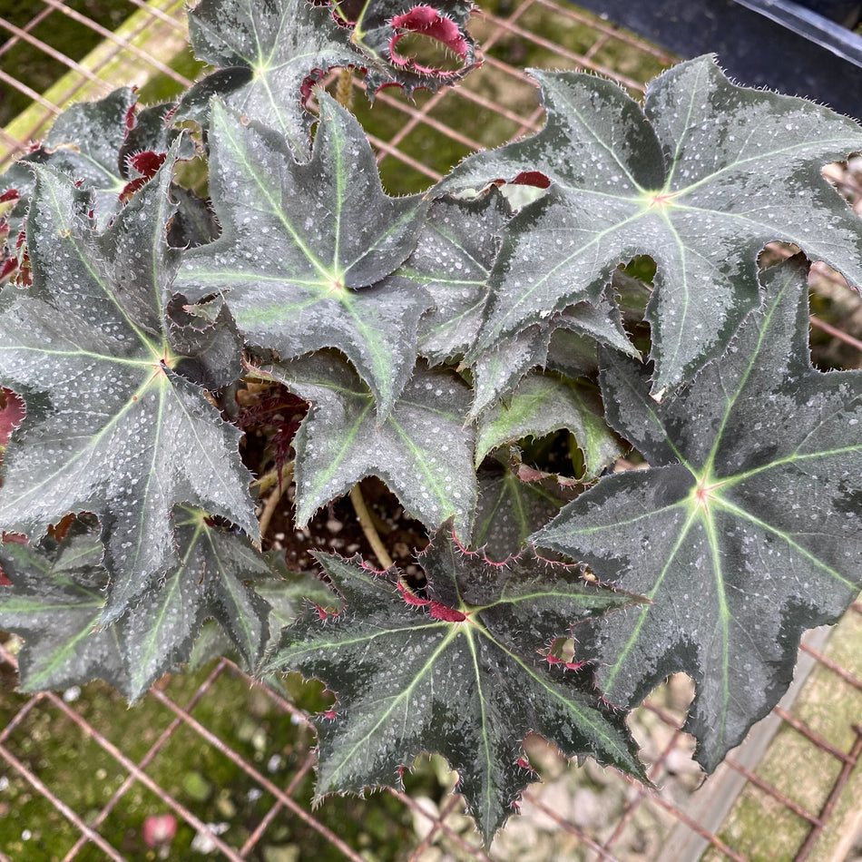 Begonia 'Steve's Leaves Flashing Flurry'