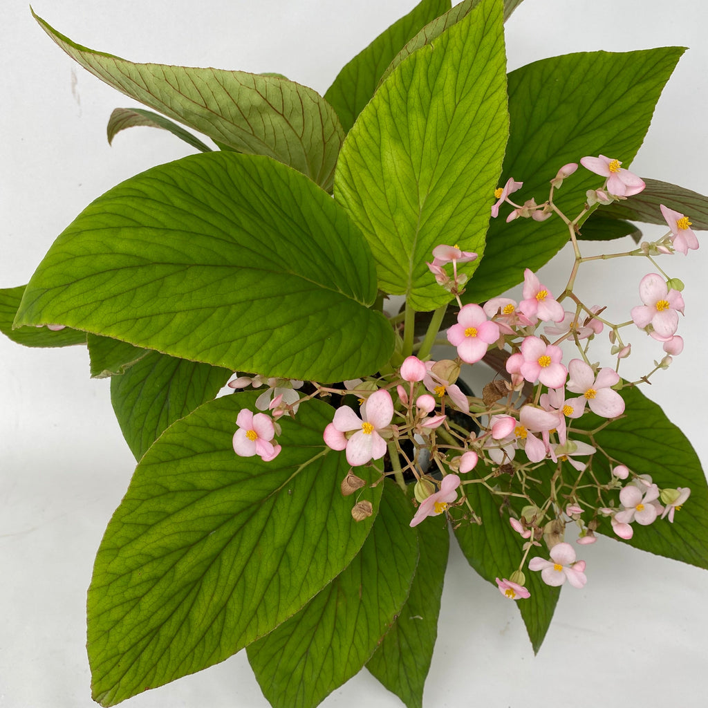 Begonia wadei – Steve's Leaves