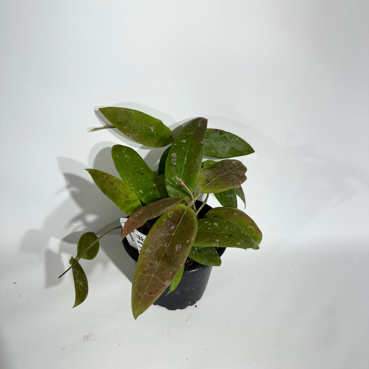 Rare Hoya Plants For Sale | Tropical & Exotic Houseplants | Steve's Leaves