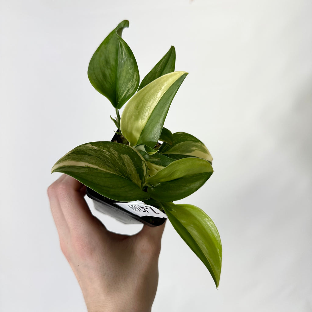 Z-4769 - Scindapsus pictus 'Rubicon' – Steve's Leaves