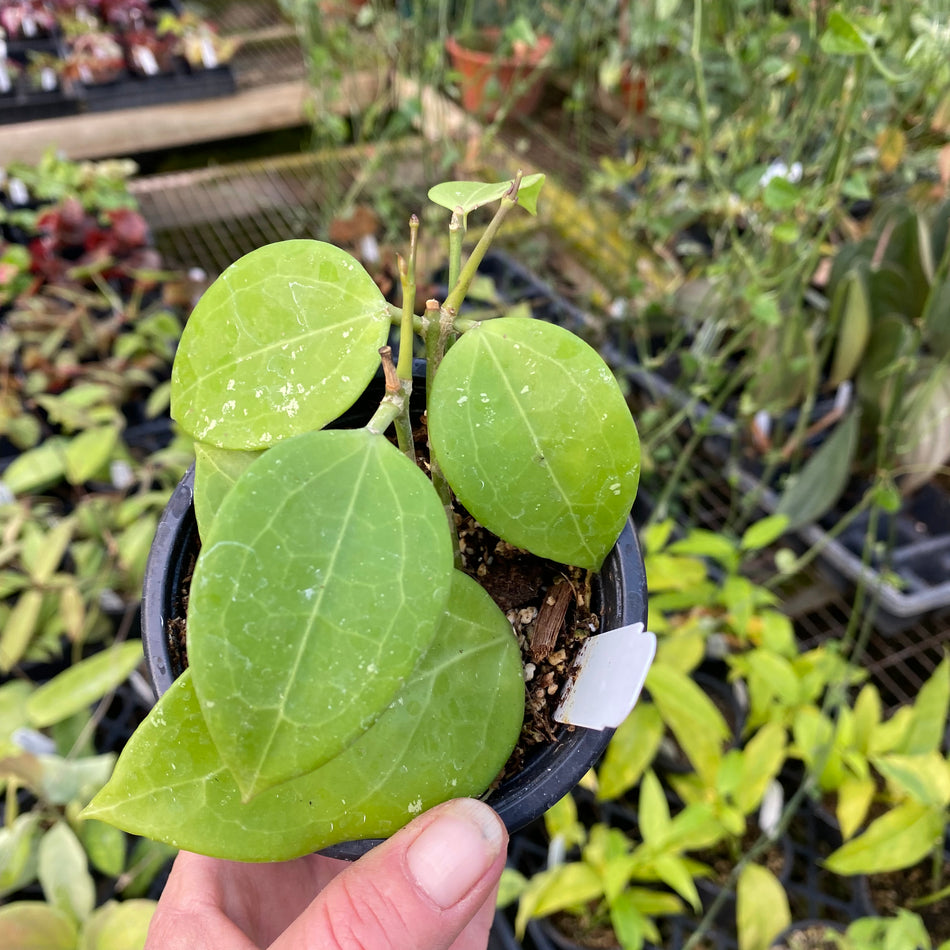 Rare Hoya Plants For Sale | Tropical & Exotic Houseplants | Steve's Leaves