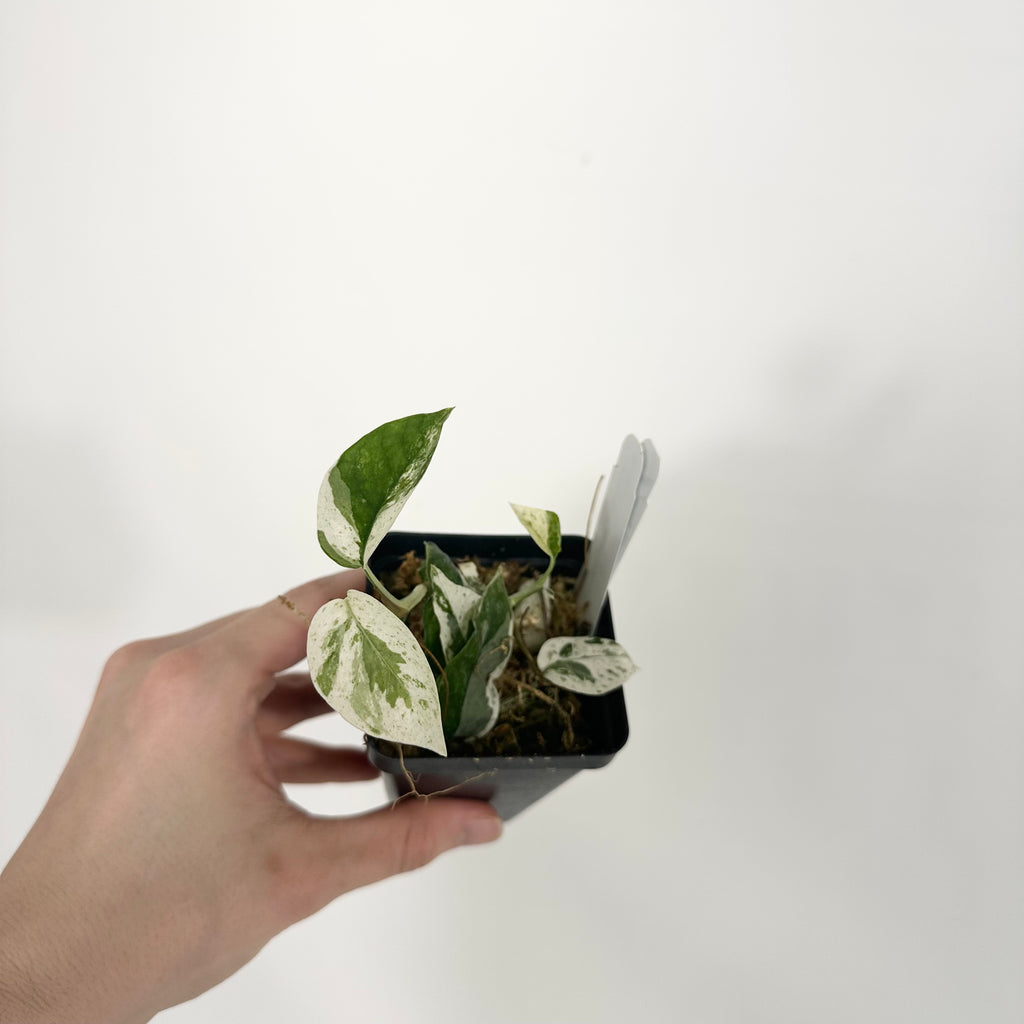 Z-4569 - Epipremnum Hanoman Sp. Bali – Steve's Leaves