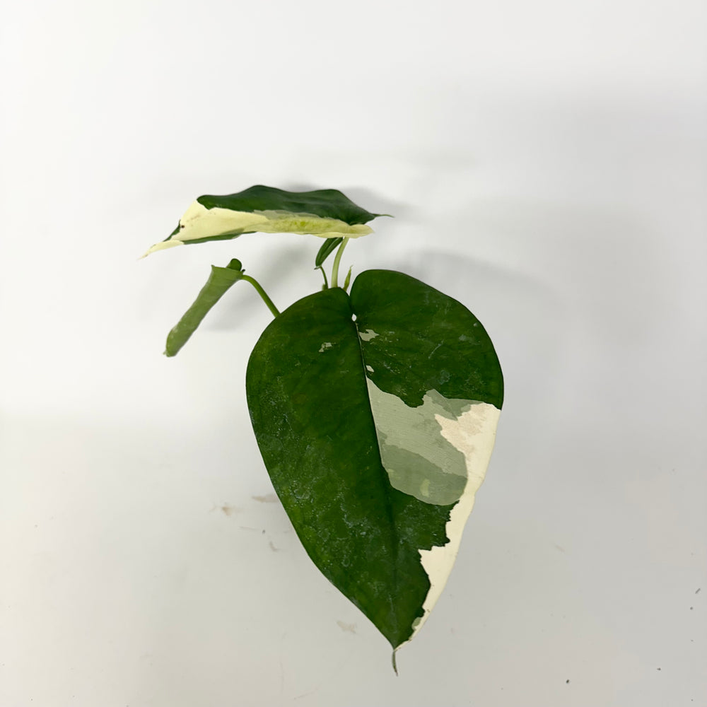 Z-5159 - Syngonium chiapense variegated – Steve's Leaves