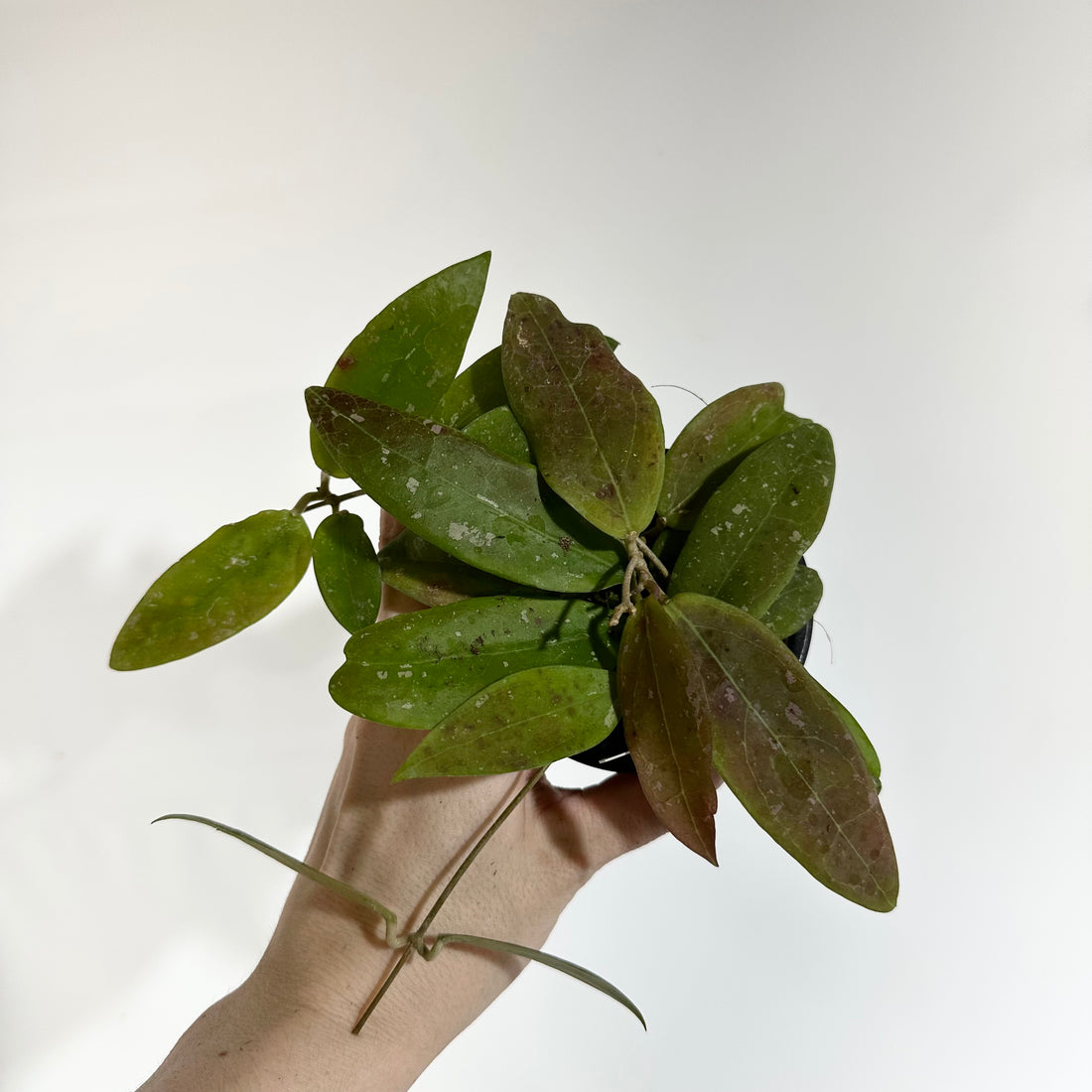 Rare Hoya Plants For Sale | Tropical & Exotic Houseplants | Steve's Leaves