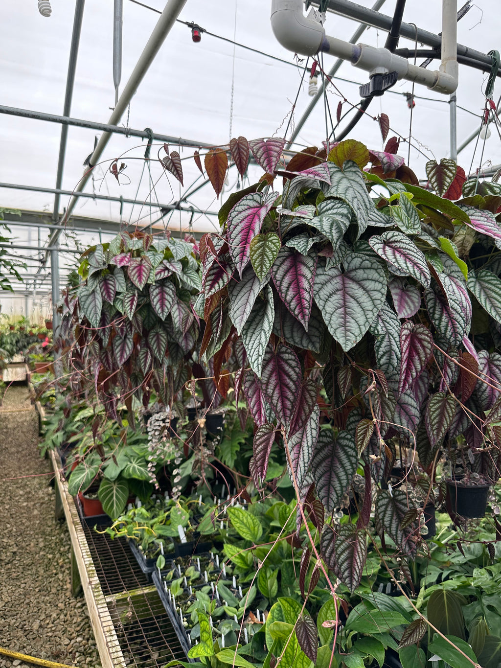 Cissus discolor (Silver Form) – Steve's Leaves