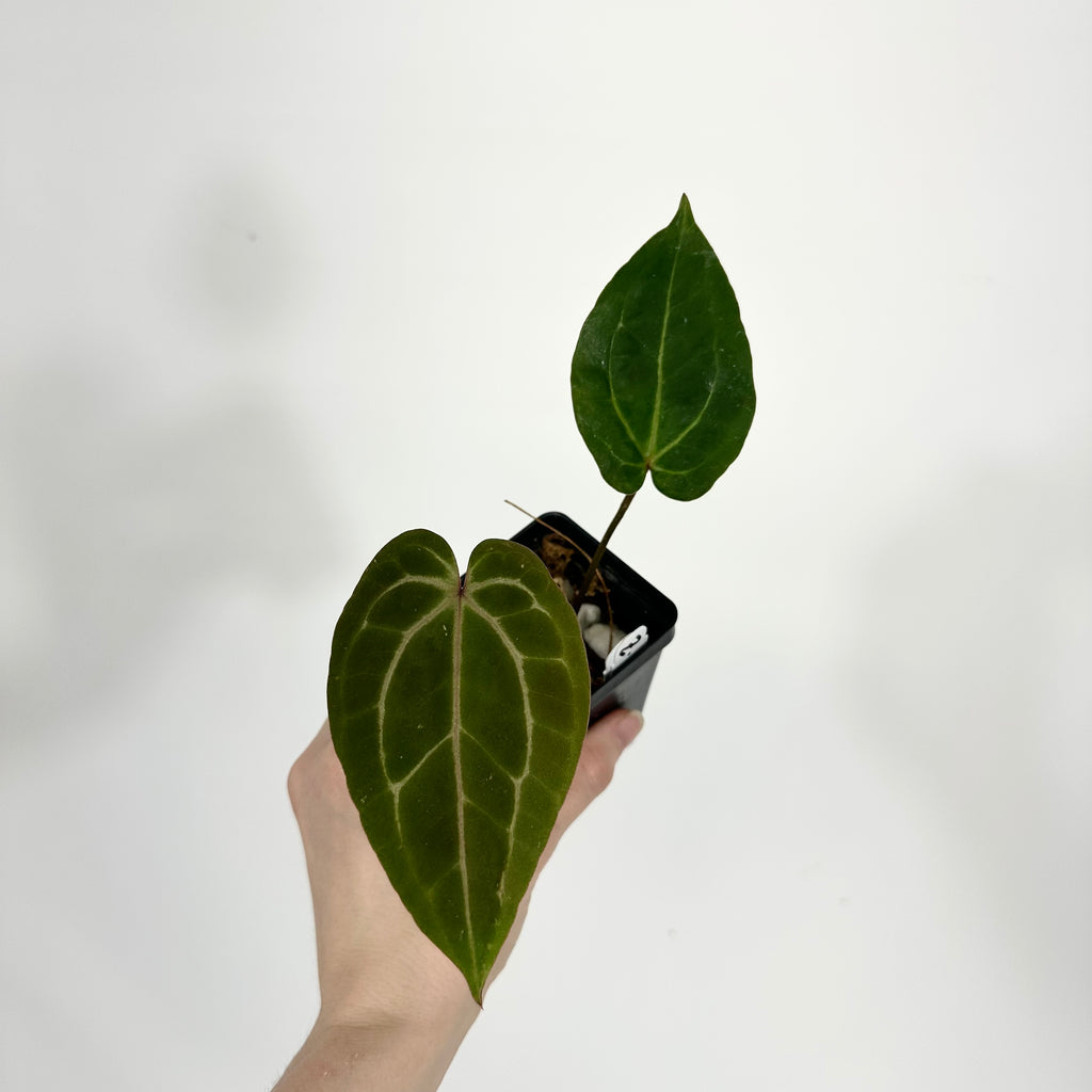 Z-4605 - Anthurium 'Doc Block F2' x 'Ace of Spades'/aff. besseae **NEW ...