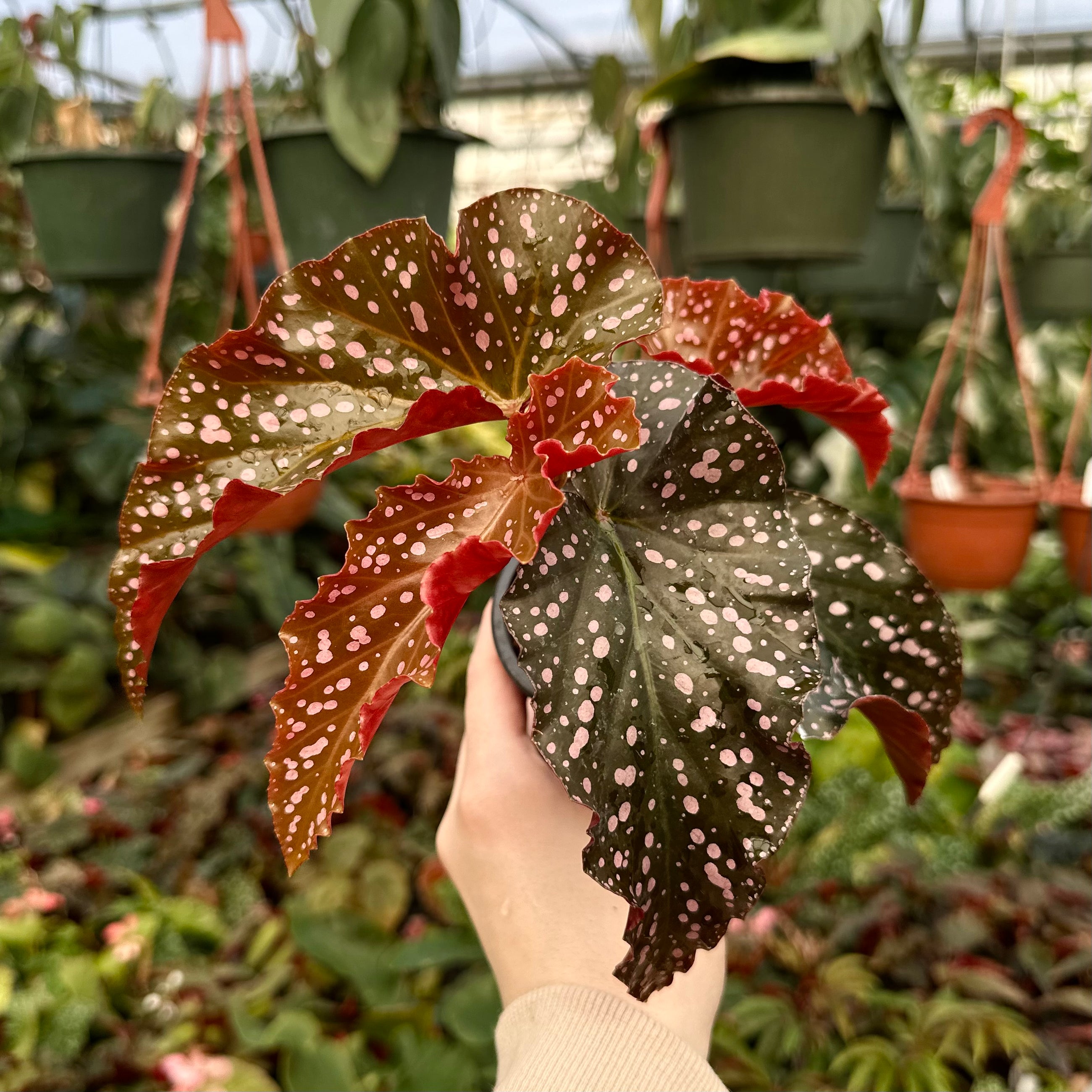 Begonia 'Cracklin' Rosie' | Steve's Leaves Begonia Exotic Plants