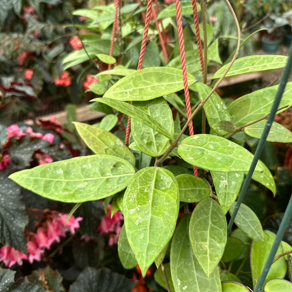 Dragon Valley Hoya | Trailing Silver-Speckled Hoya | Steve's Leaves