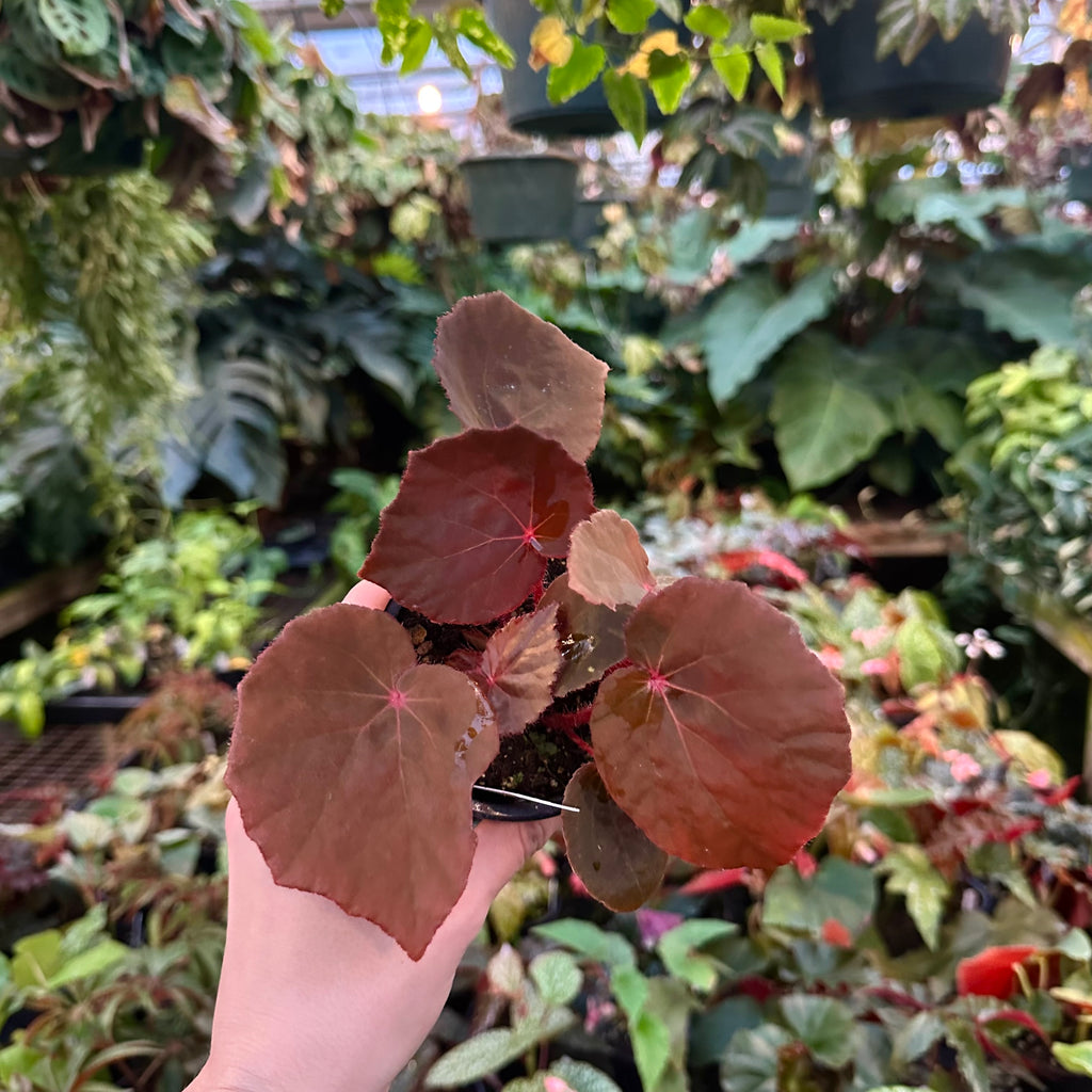 Begonia U497 – Steve's Leaves