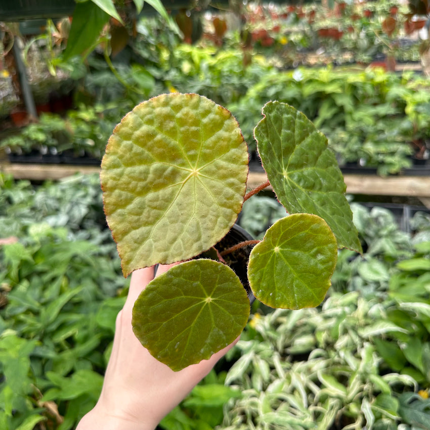 Begonias – Page 14 – Steve's Leaves