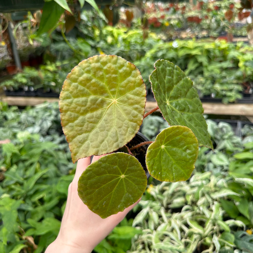 Begonia U334 – Steve's Leaves