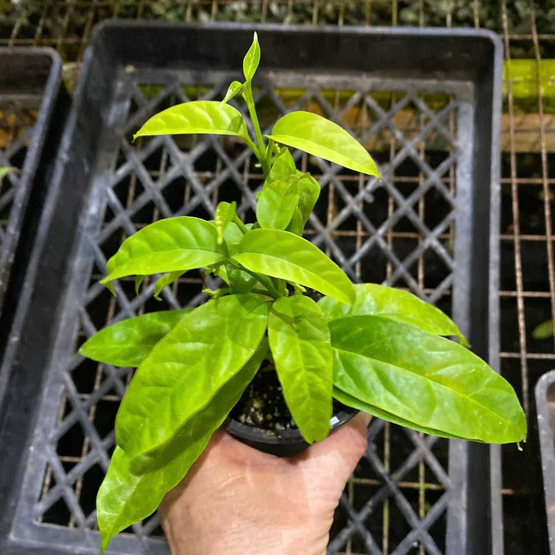 Rare Hoya Plants for Sale | Tropical & Exotic Houseplants | Steve's Leaves