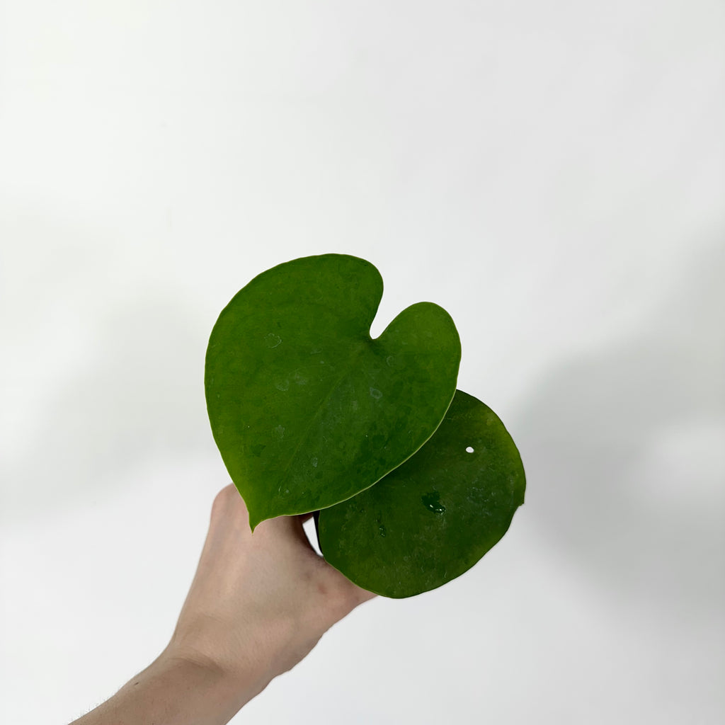 Z-4553 - Amydrium humile – Steve's Leaves