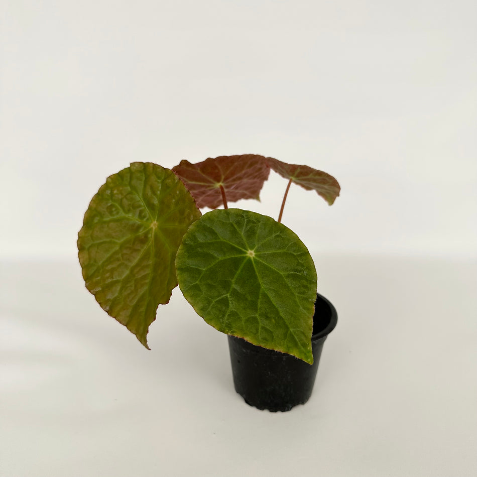 Begonias – Page 14 – Steve's Leaves