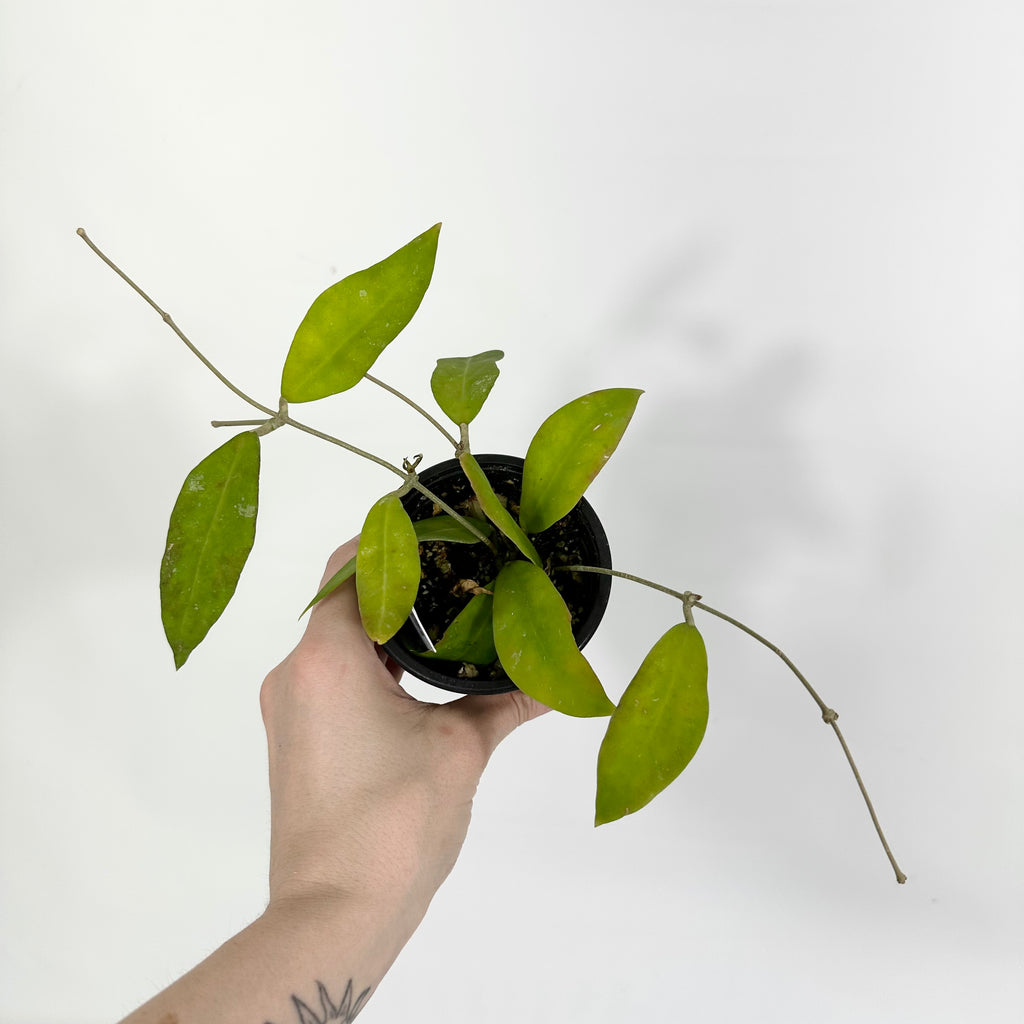 Z-4583 - Hoya ruthiae – Steve's Leaves