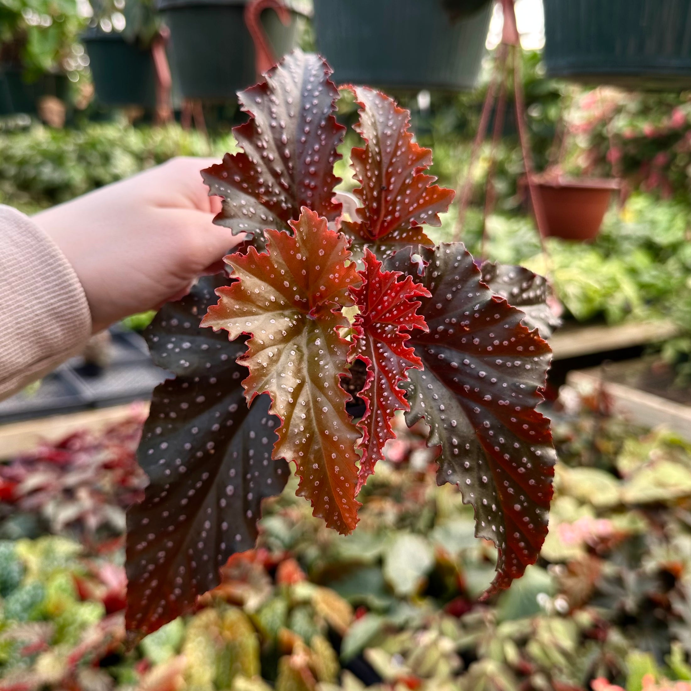 Begonia Miss Mummey | Easy-to-Grow Begonia | Steve's Leaves