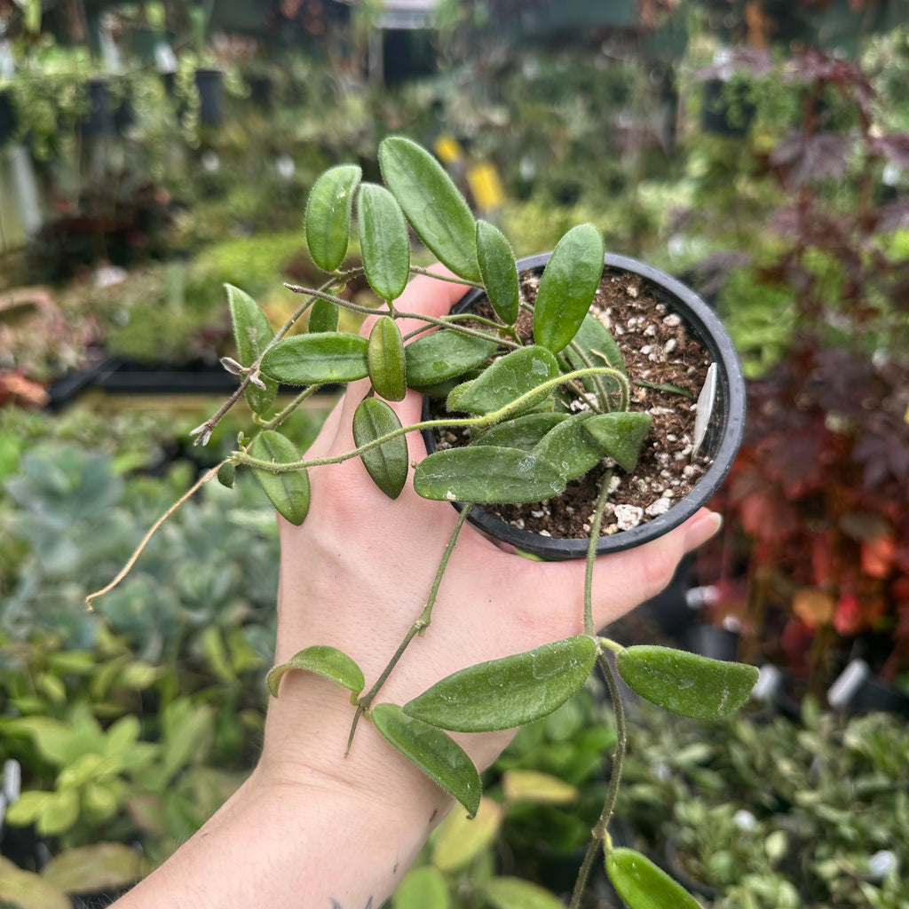 Hoya lyi – Steve's Leaves