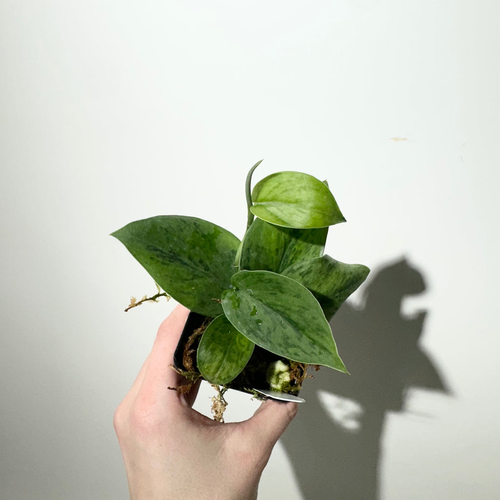 Z-5349 - Scindapsus pictus 'Green Army' – Steve's Leaves
